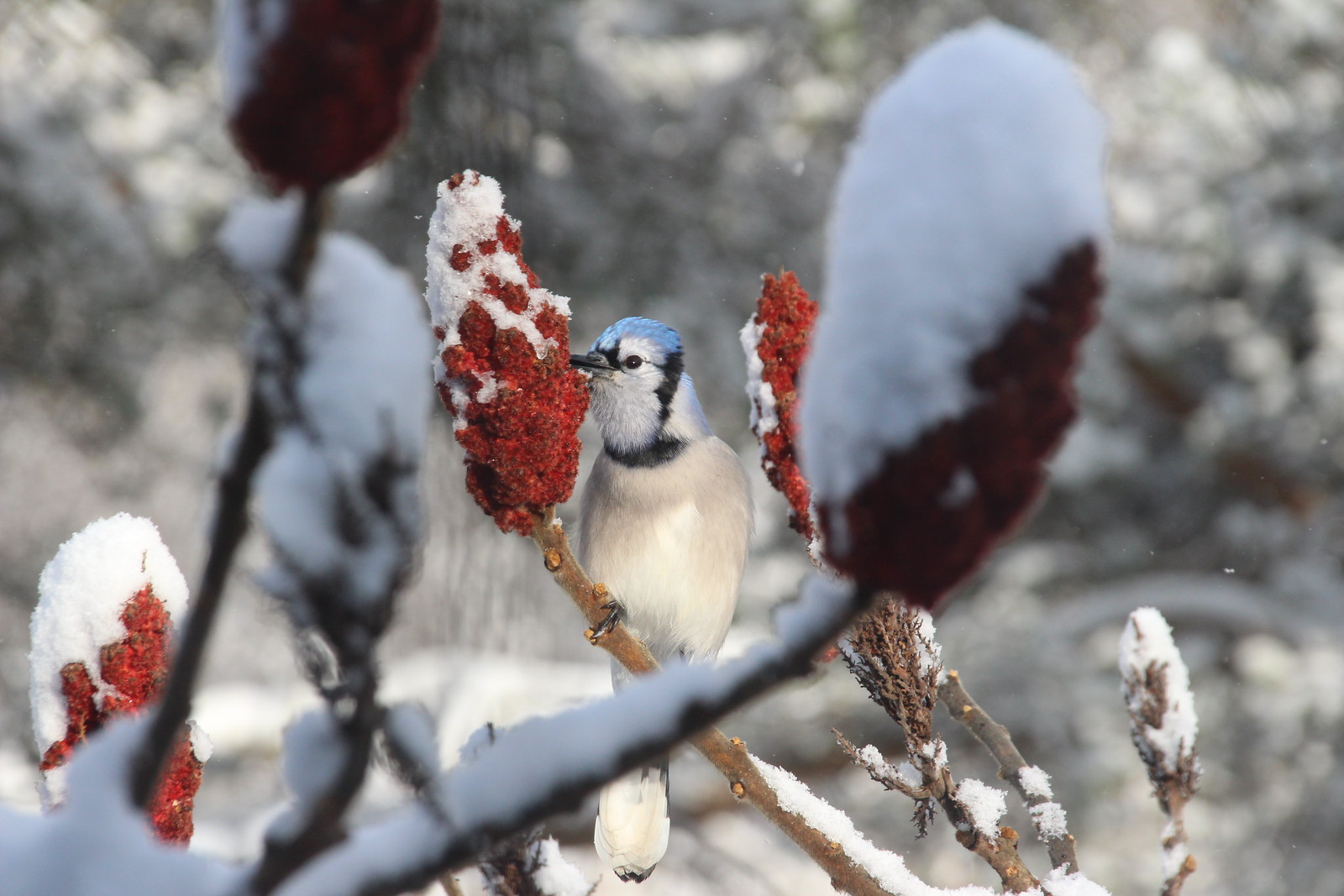 Sumac Trees Are Late Bloomers | News, Sports, Jobs - Post Journal